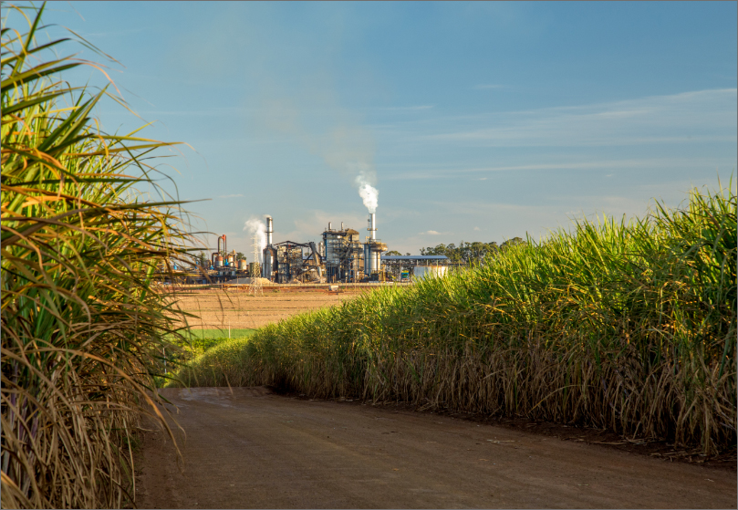 Mauritius Sugar Syndicate – A selection of gourmet natural cane sugars