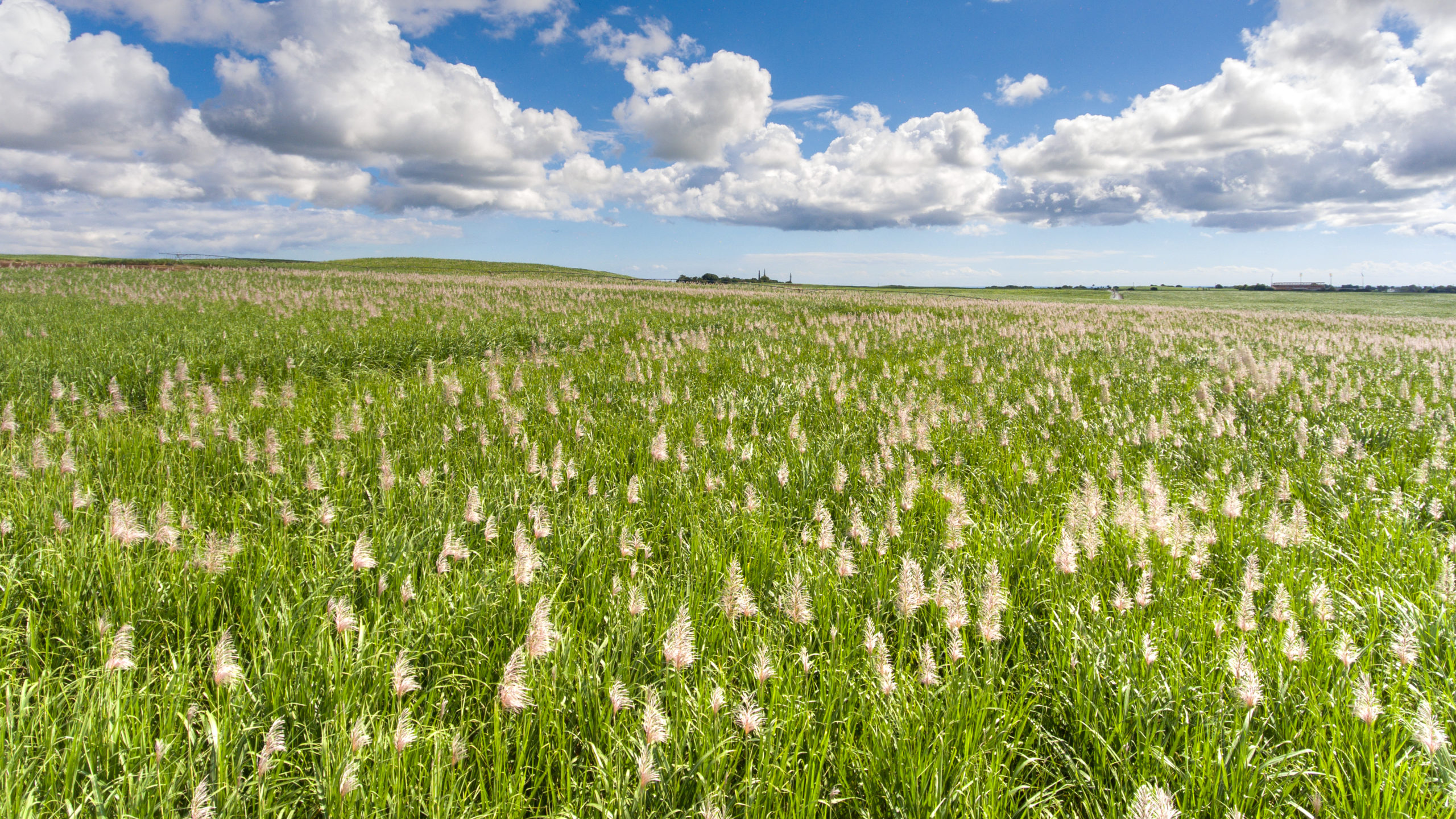 DJI_0067 – Mauritius Sugar Syndicate