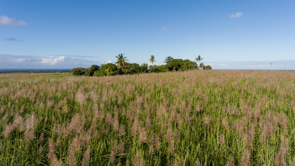 DJI_0086 – Mauritius Sugar Syndicate