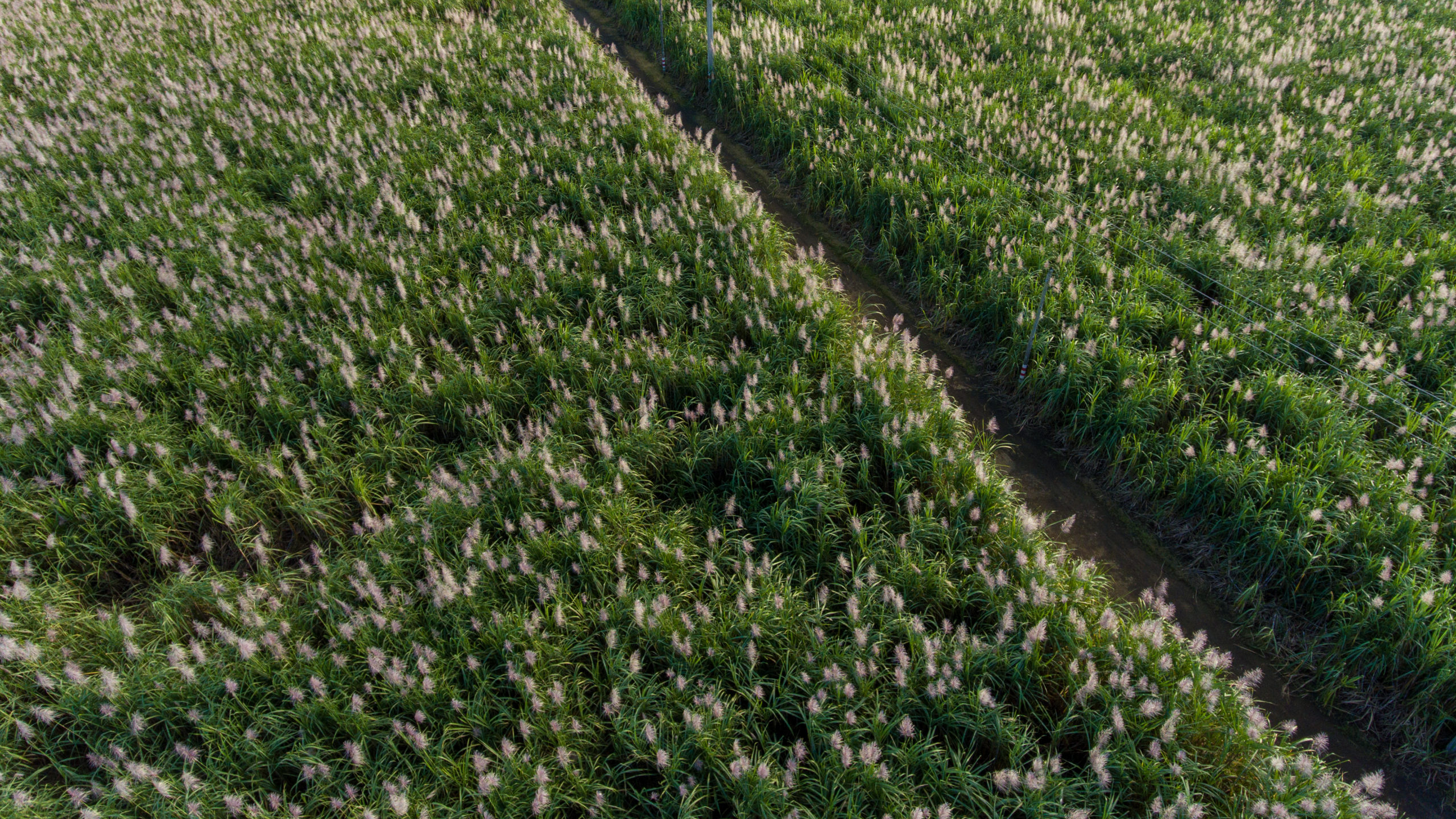 DJI_0099 – Mauritius Sugar Syndicate