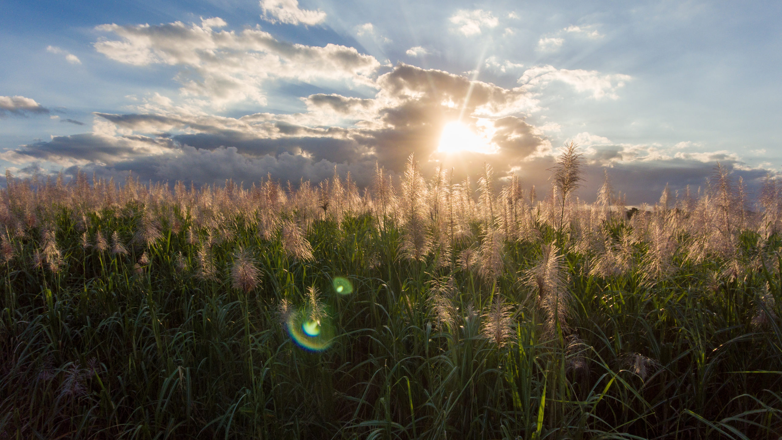 DJI_0112 – Mauritius Sugar Syndicate