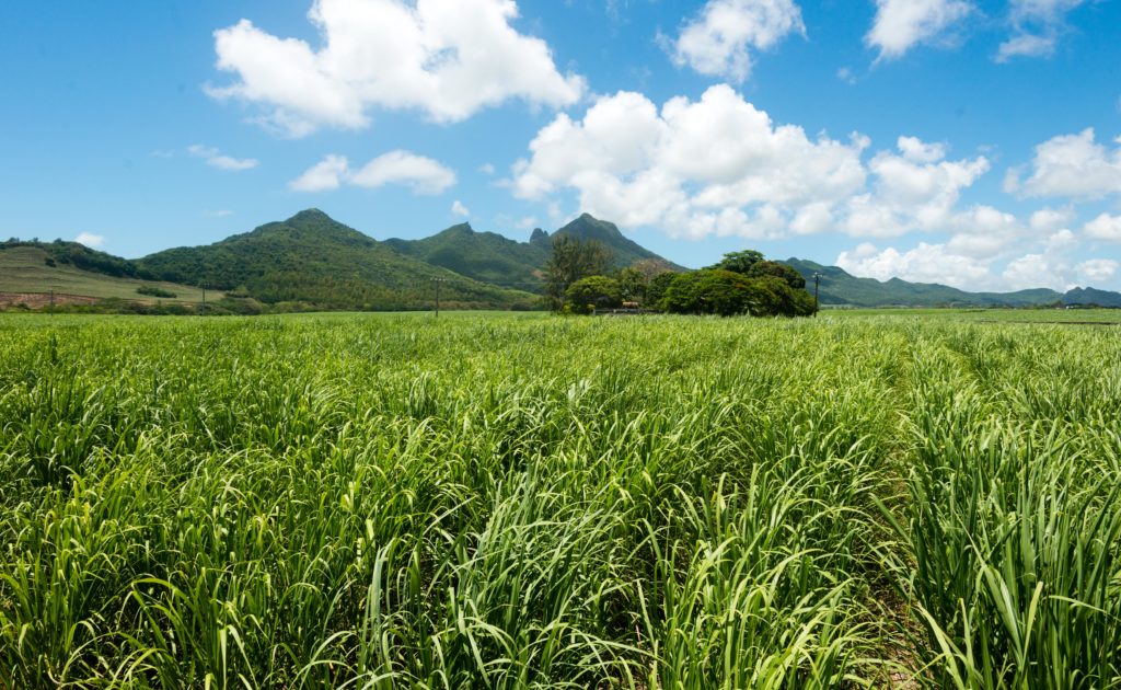 _KA80283 – Mauritius Sugar Syndicate