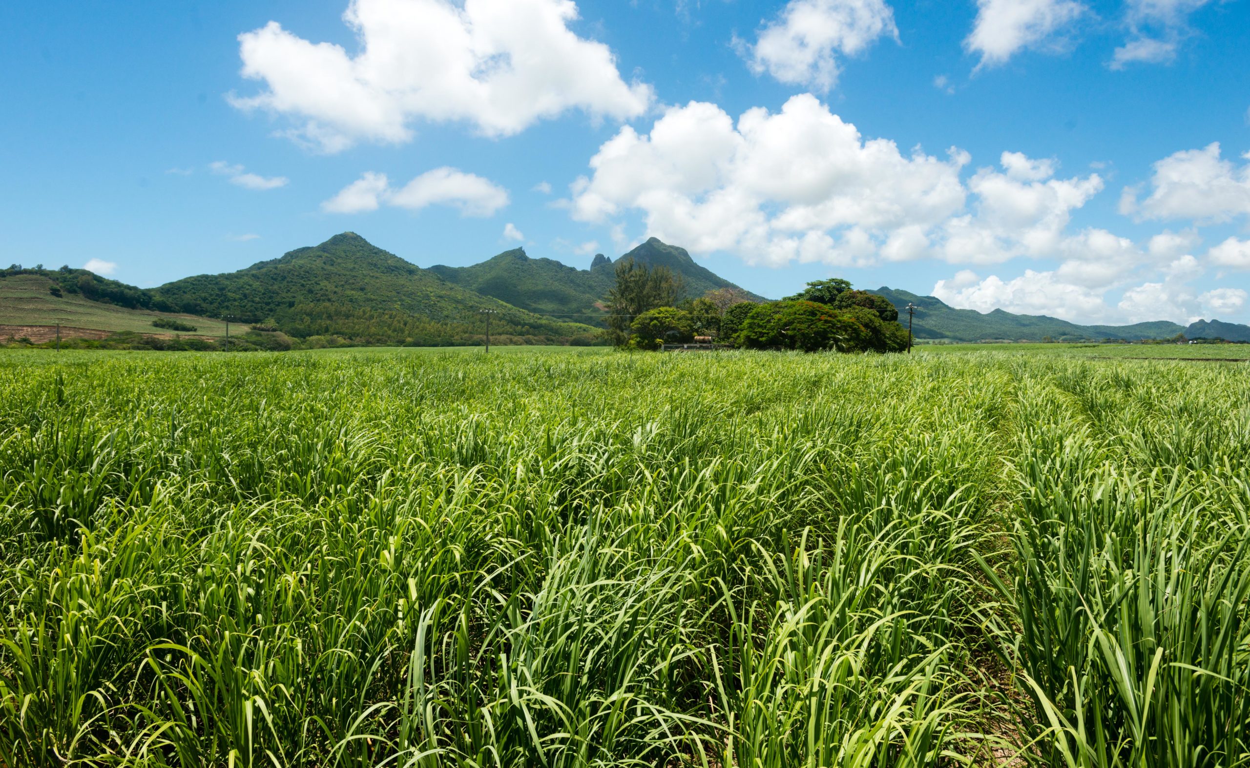 _KA80283 – Mauritius Sugar Syndicate